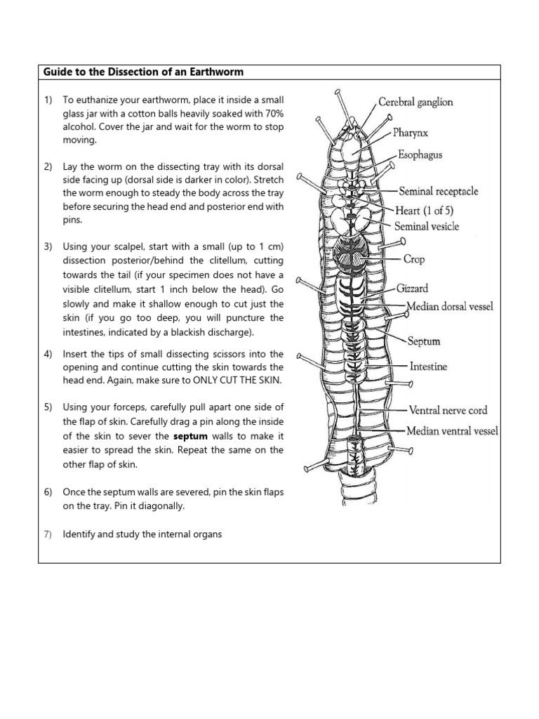 Earthworm Dissection | PDF | Home & Garden | Self-Improvement