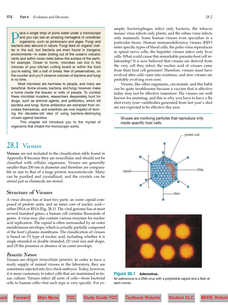Virus | PDF | Virus | Reverse Transcriptase