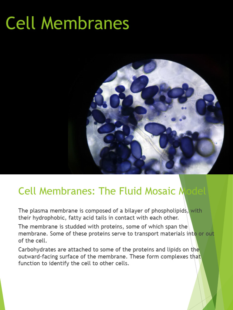 Cell Membrane | PDF | Science & Mathematics