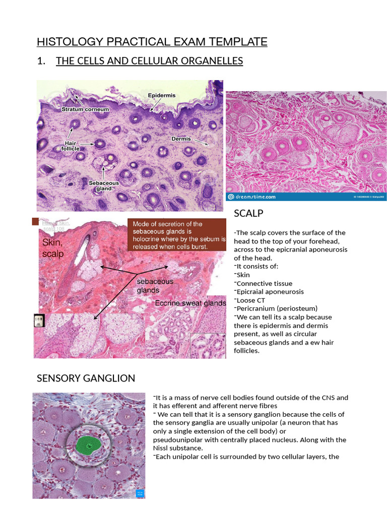 Histology Ospe PDF | PDF