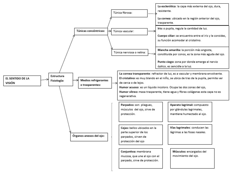 Sentido de La Vision | PDF | Ojo humano | Morfología (biología)