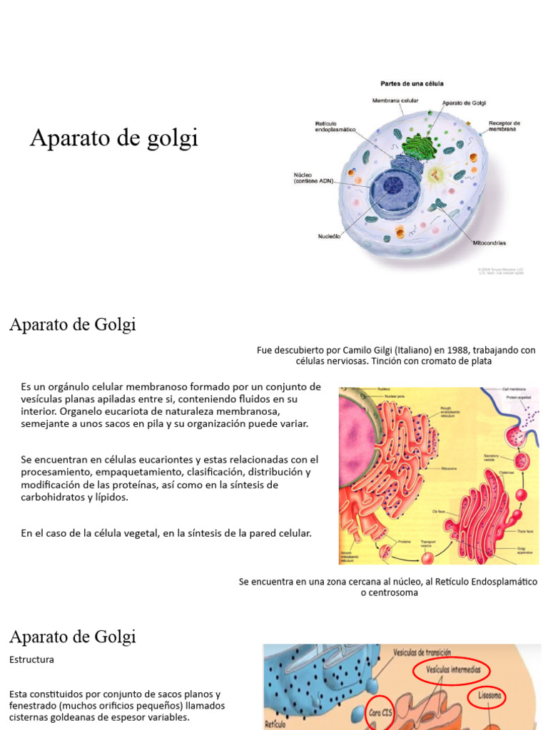 Aparato de Golgi | PDF