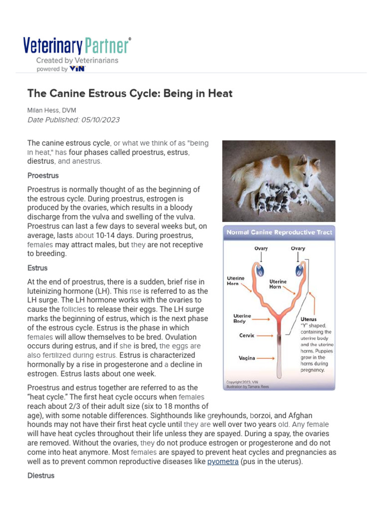 The Canine Estrous Cycle - Being in Heat - Veterinary Partner - VIN ...