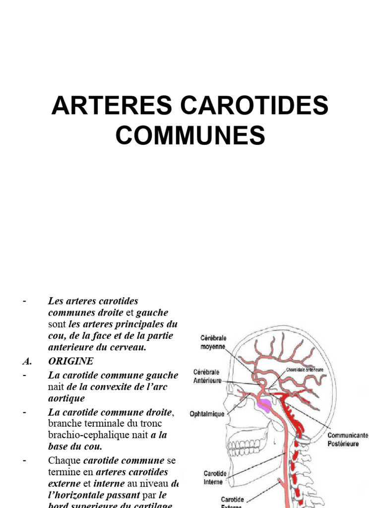 Arteres Carotides Communes-Presentation | PDF | Artère carotide commune ...
