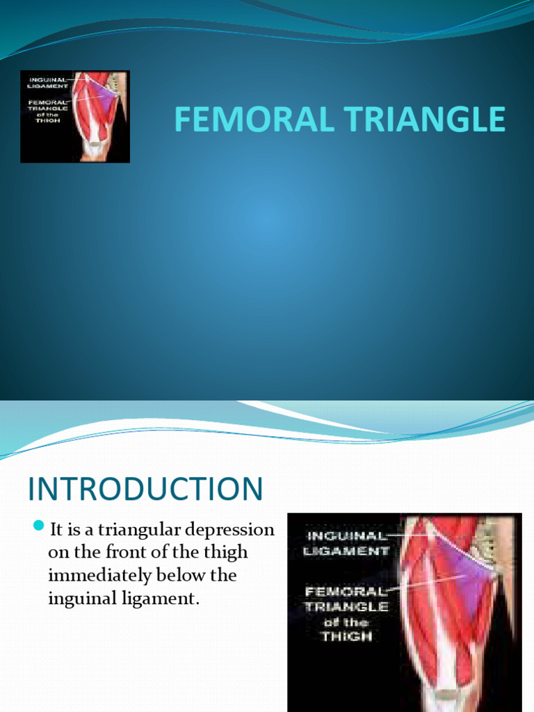 Femoral Triangle | PDF