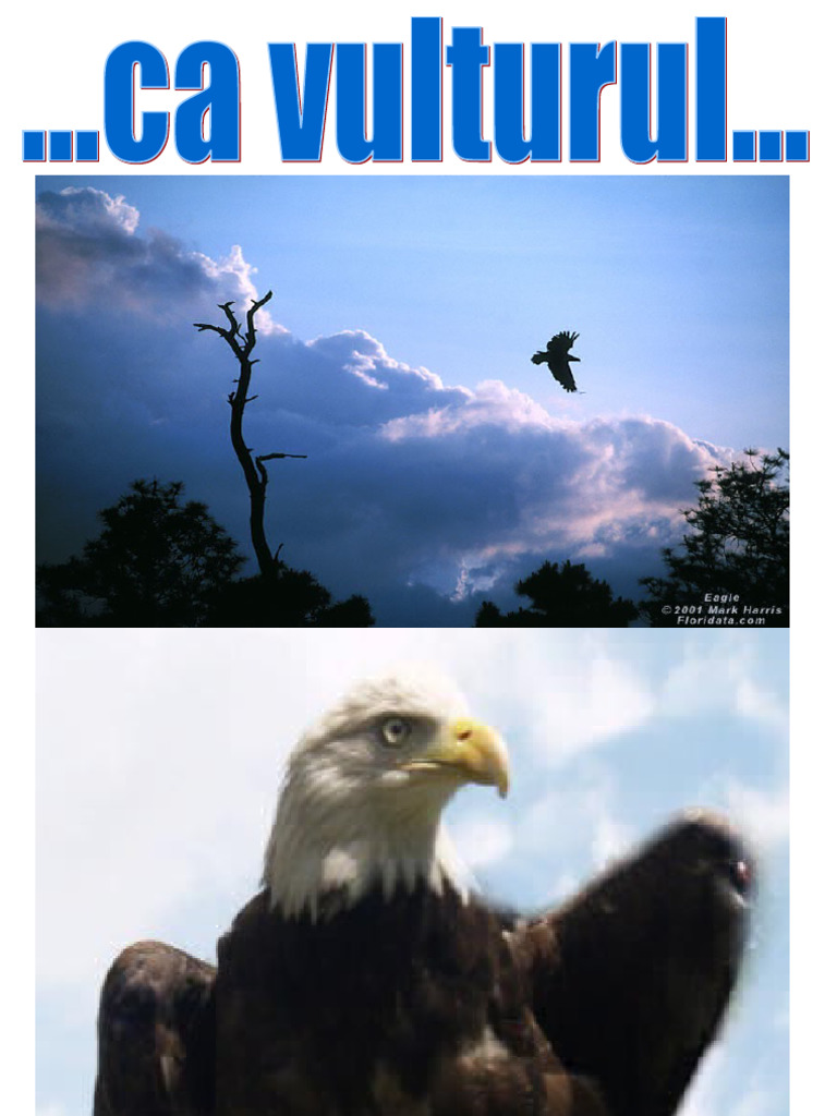 Ca Vulturul | PDF