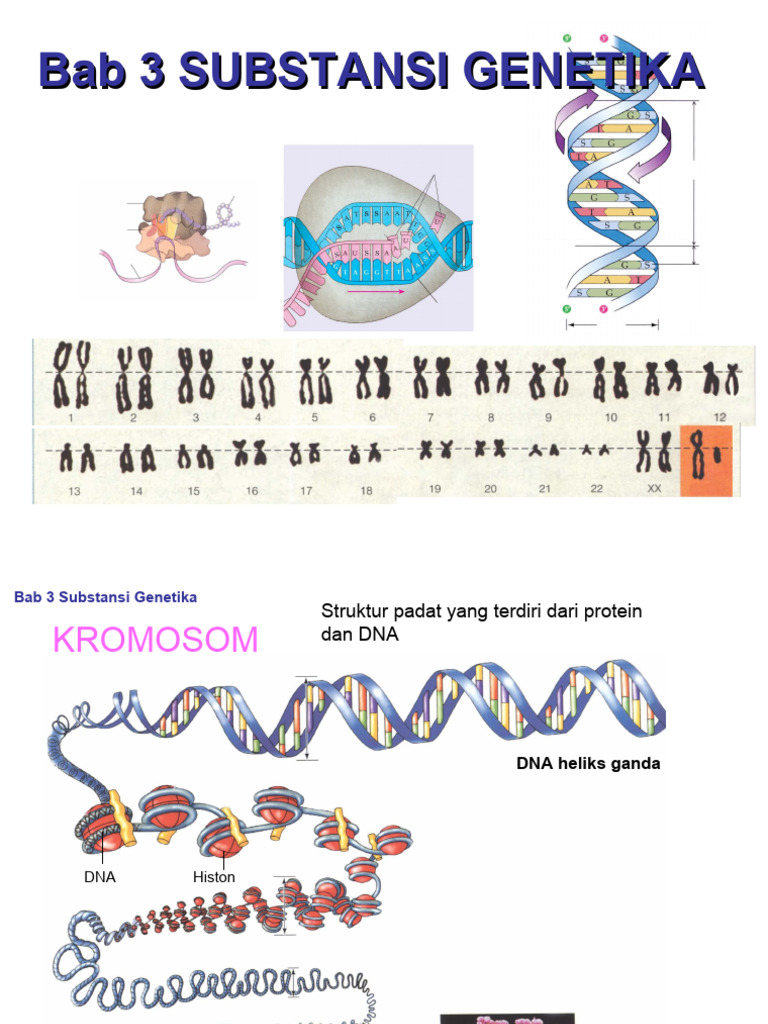 Substansi Genetika | PDF