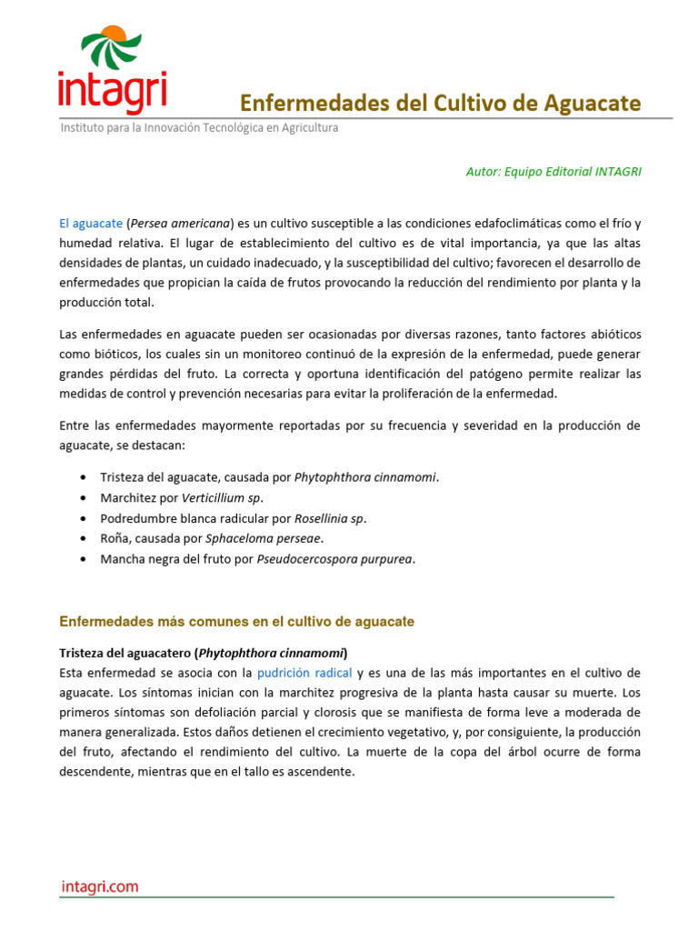 Enfermedades Del Cultivo de Aguacate | PDF | Aguacate | Agricultura