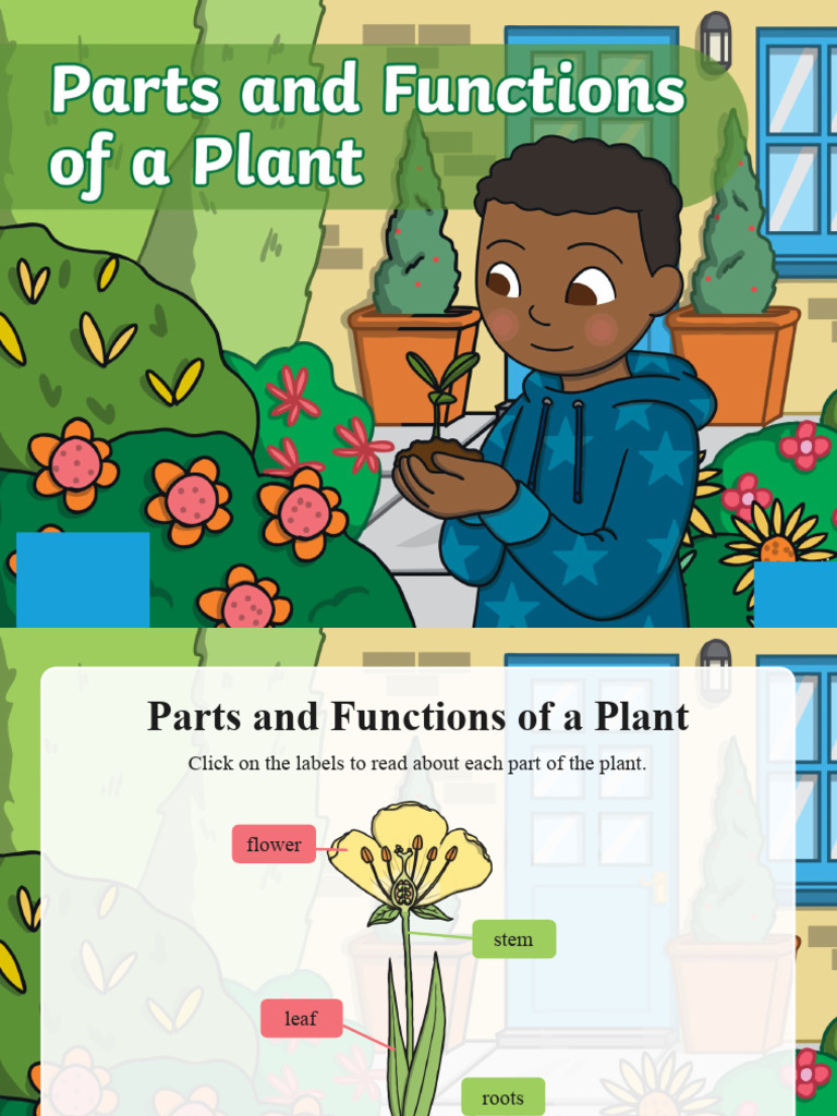 T T 10000130 Parts of A Plant Powerpoint 1 - Ver - 4 | PDF