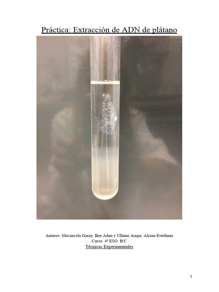 Práctica - Extracción de ADN de Plátano | PDF