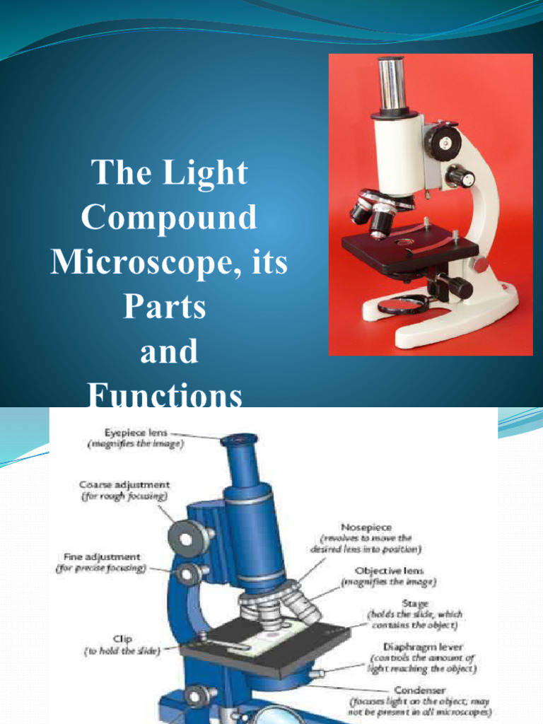 18b The Light Compound Microscope | PDF | Microscopy | Glass ...
