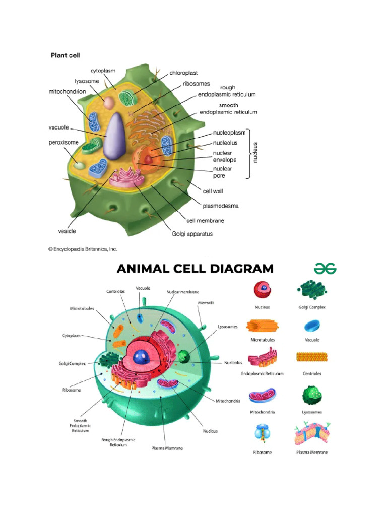 Animal & Plant Cells | PDF | Home & Garden | Wellness