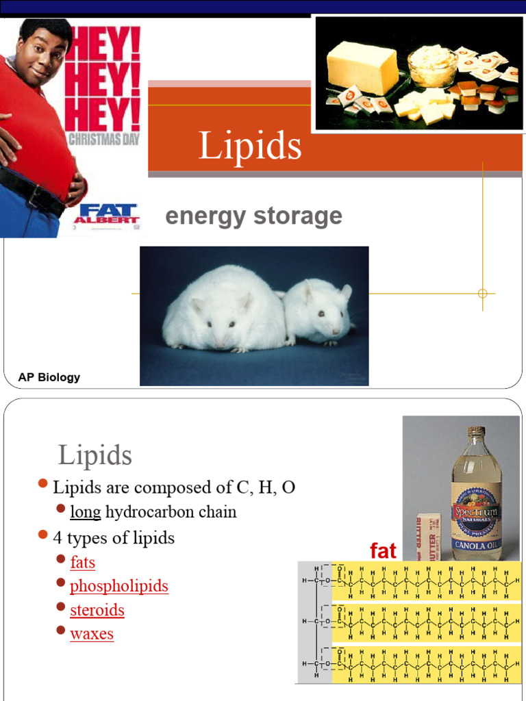 Lipids | PDF