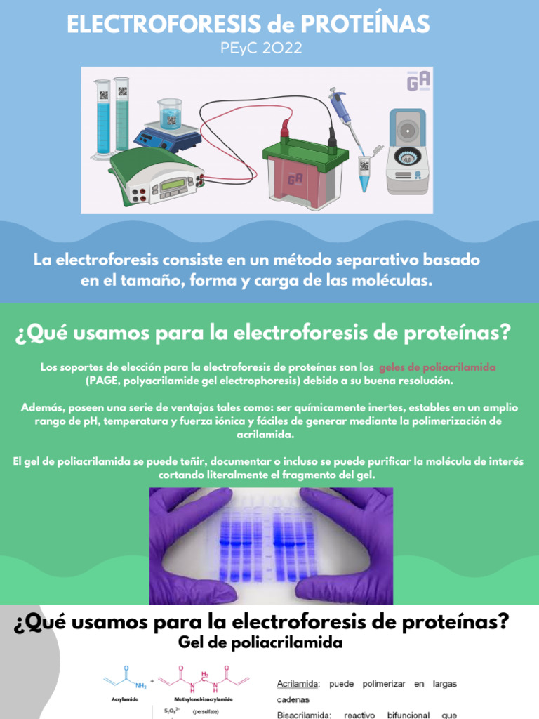 ELECTROFORESIS SDS - PAGE | PDF | Electroforesis | Biología Molecular