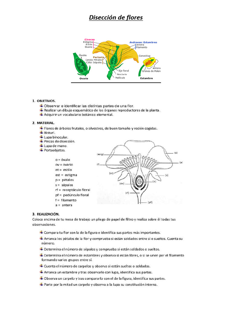 Hoja De Trabajo De Disección De Flores Experimentos En Educación