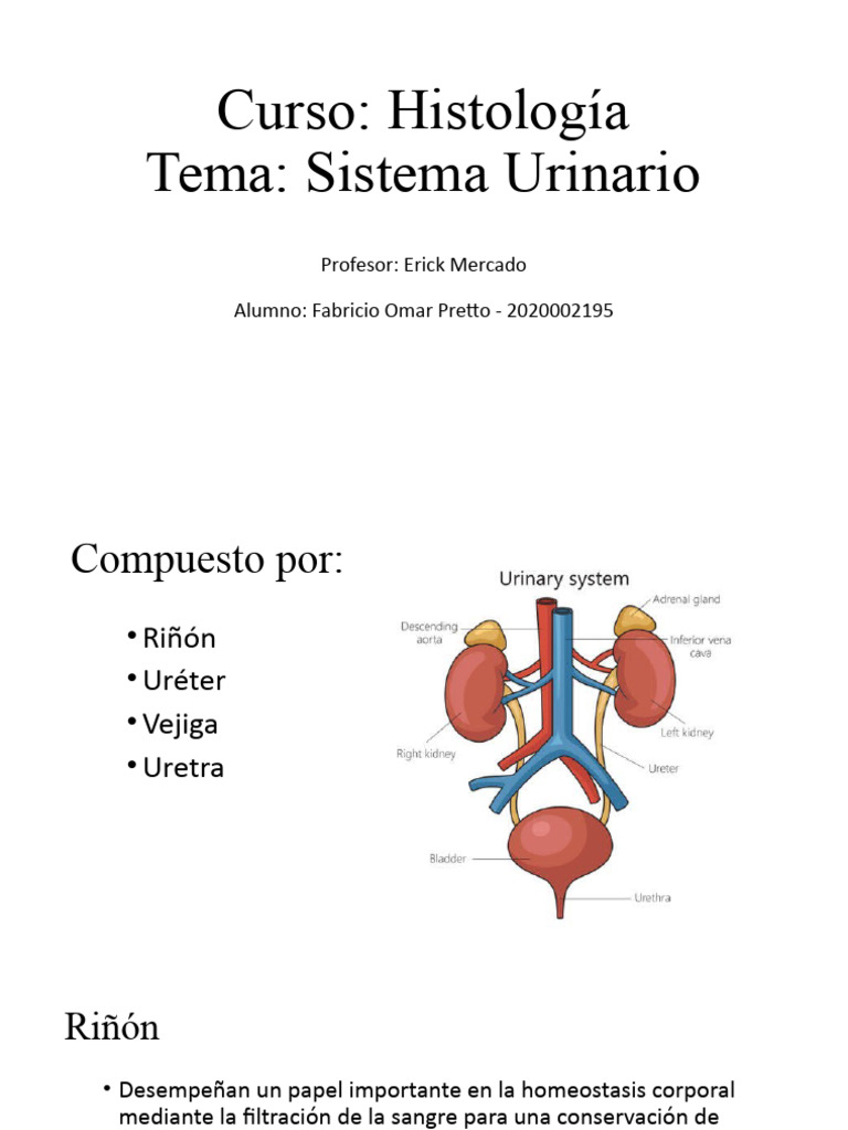 Exposicion 2 PPT Sistema Urinario | PDF | Riñón | Sistema urinario