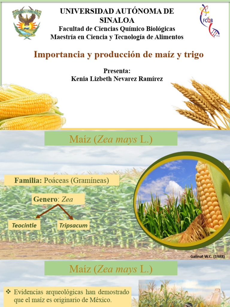Presentación Maiz y Trigo | PDF