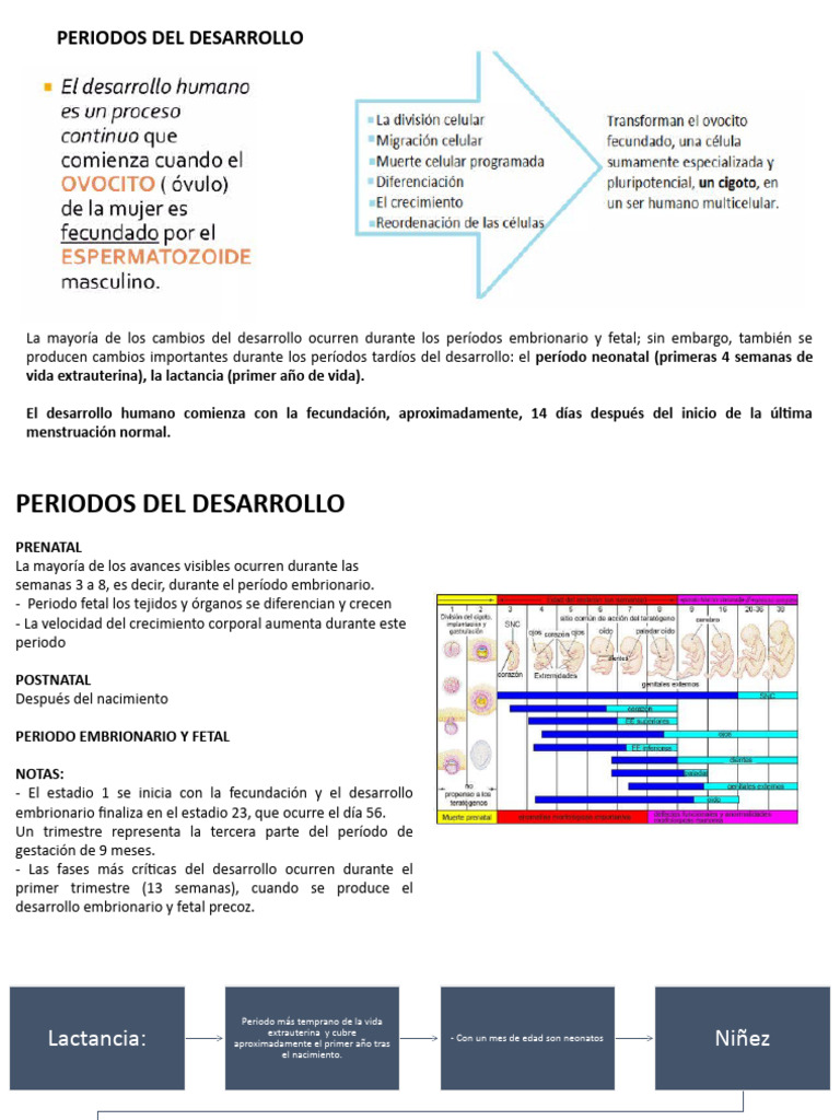 Cap 1 Embrio 3 | PDF