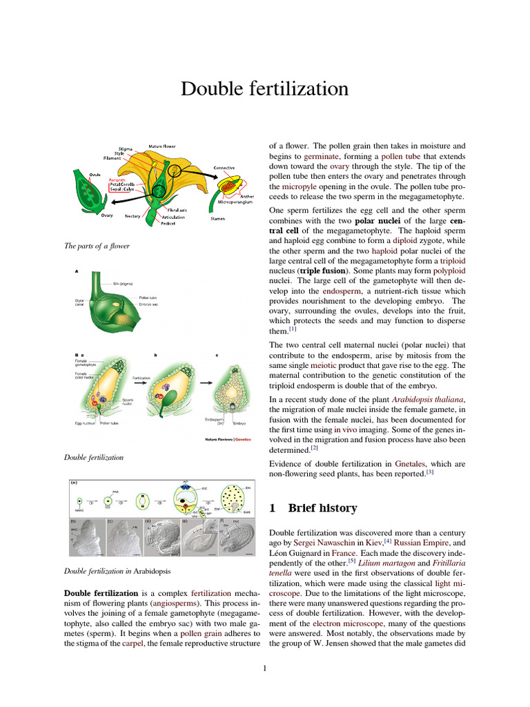 Double Fertilization | PDF | Biological Processes | Biological Interactions