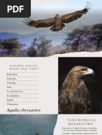 Eagle | PDF