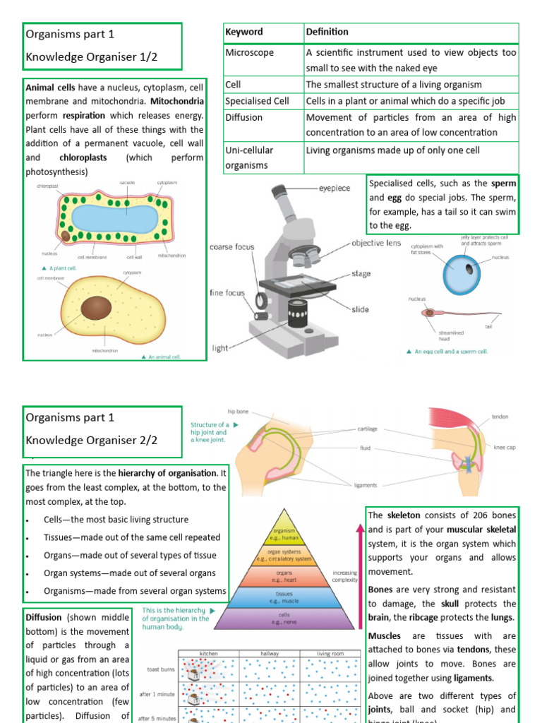 Organisms Part 1 Yr 7 | PDF | Cell (Biology) | Tissue (Biology)