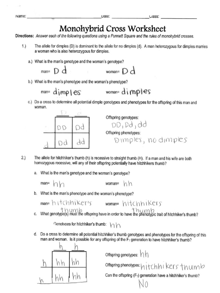 Monohybrid Answers Pdf