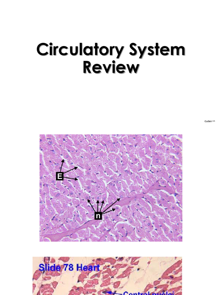 Circulatory System Review | PDF | Epithelium | Artery Circulatory System Review | PDF | Epithelium | Artery