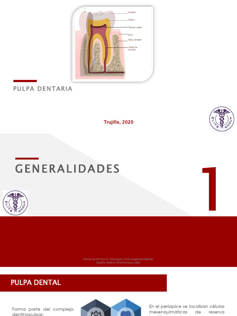 Histologia Pulpa Dentaria Enao 2020 | PDF | Anatomía | Histología