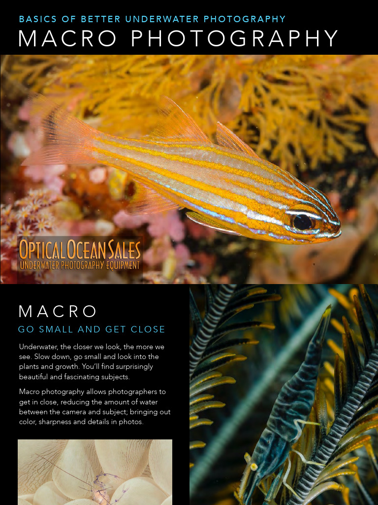 Basics of Macro Photography | PDF | Macro Photography | Aperture