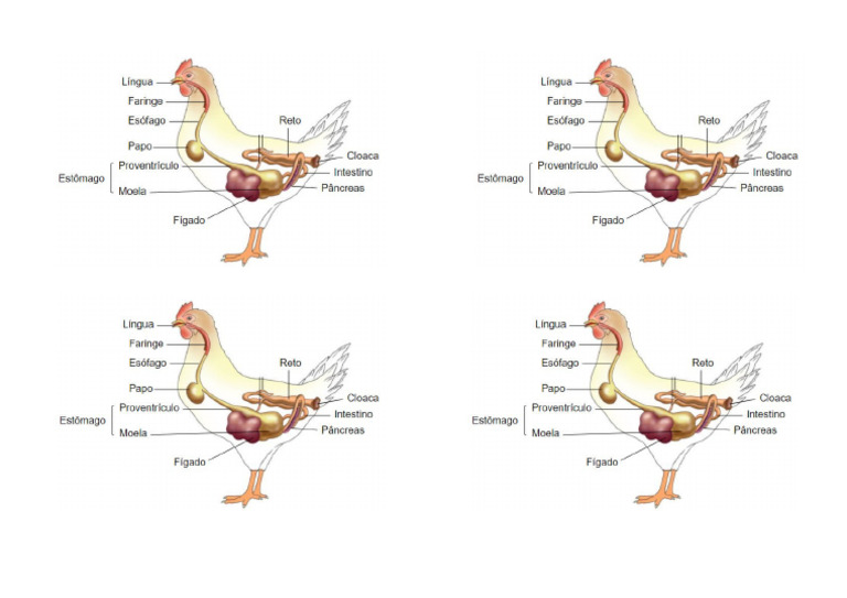 Sistema Digestivo - Galinha | PDF