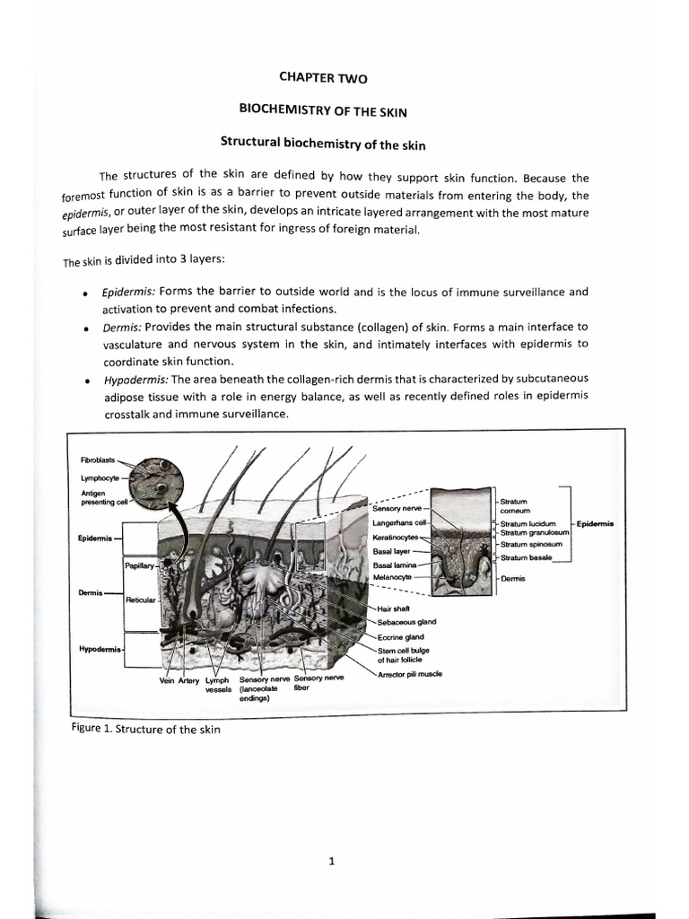 Skin | PDF