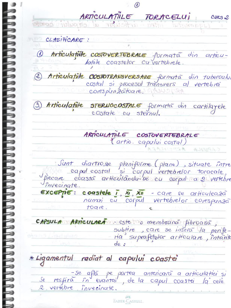 Curs 2 - Articulatiile Toracelui | PDF