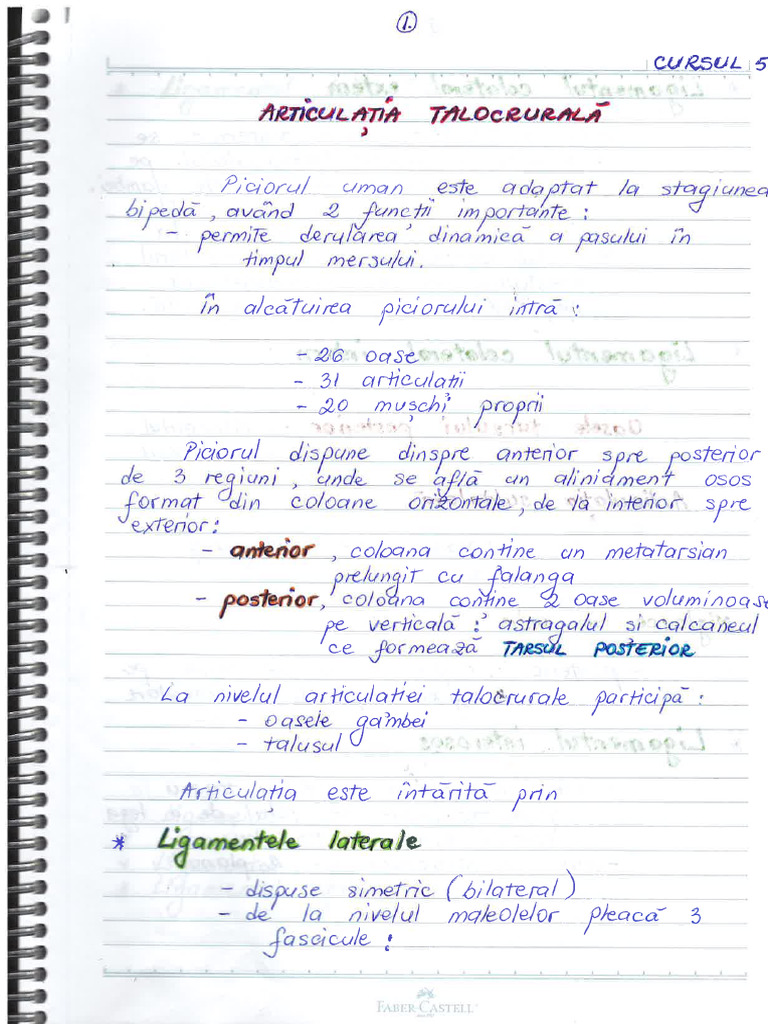Curs 5 - Artic Talocrurala | PDF