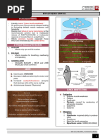 MGFA Classification | PDF