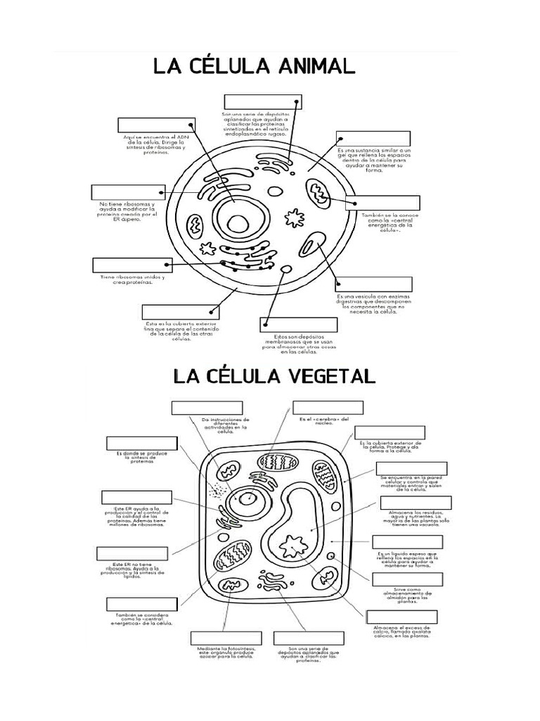 Partes de la célula animal y vegetal | PDF