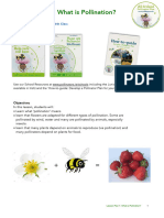 Pollination Worksheet Stage 5 Worksheet | PDF | Pollination | Science
