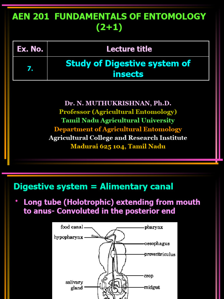 Ex No 7 Study Of Insect Digestive System Pdf