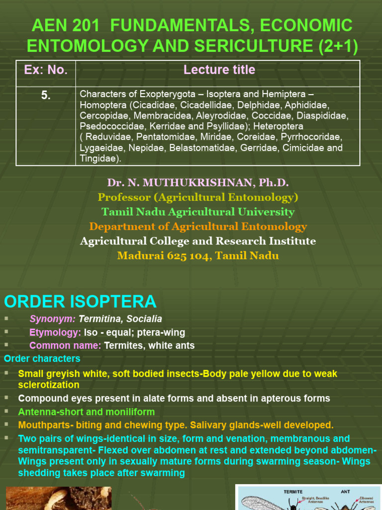 Ex. No. 11 Exopterygota – Isoptera and Hemiptera | PDF