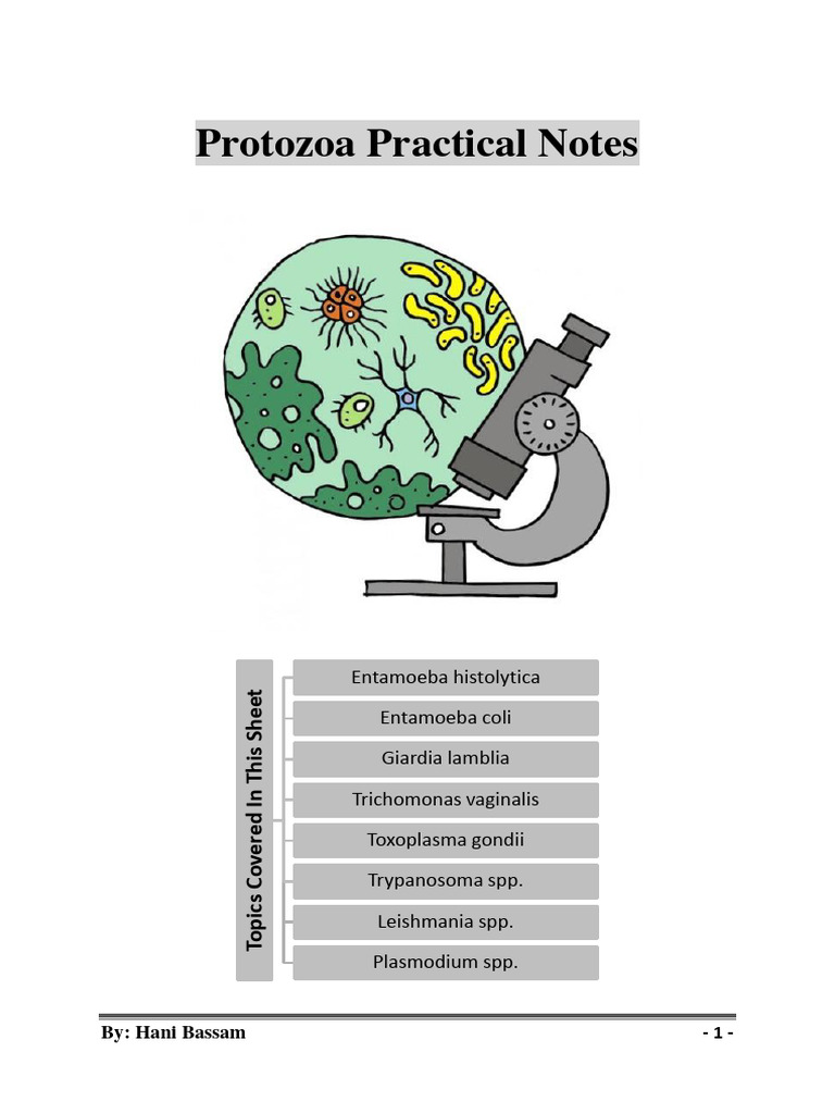 Protozoa Practical Notes | PDF | Parasitology | Clinical Medicine