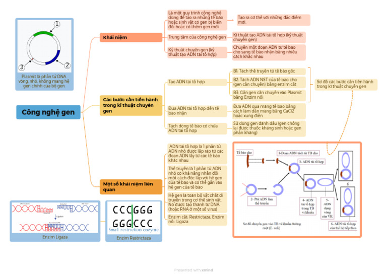 Công Nghệ Gen Final 1 | PDF