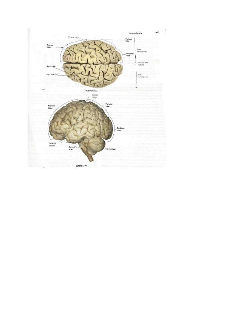 parts of the human brain | PDF