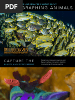 Coral Identification Guide for Divers | PDF | Coral | Coral Reef