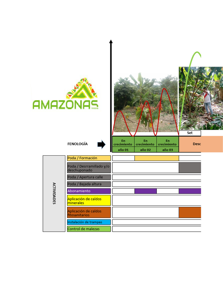 Fenologia Del Cultivo de Cacao | PDF