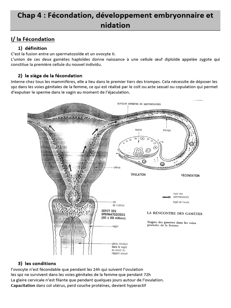 Conditions de la fécondation et nidation | PDF