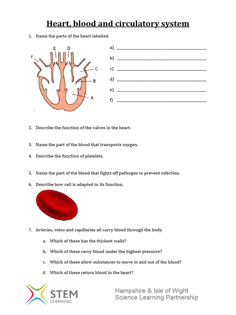 Worksheet Heart Blood Circulatory System Ks4 | PDF
