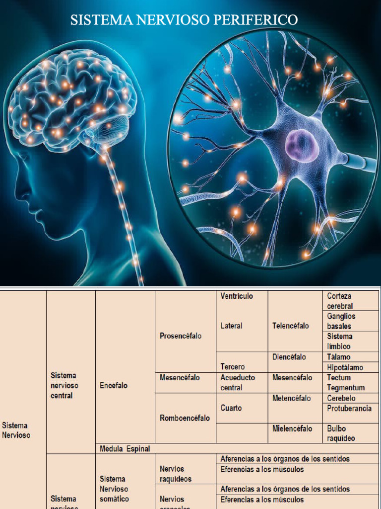 TEMA 1 - 10 Sistema Nervioso Periferico | PDF | Sistema nervioso | Neurona