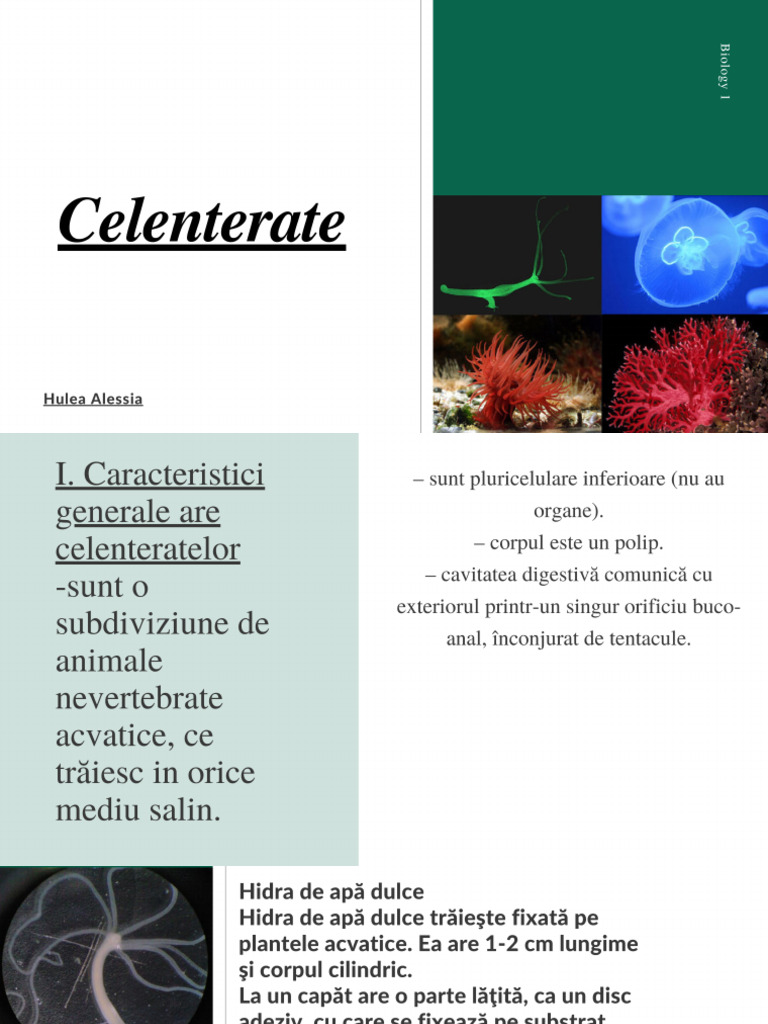 Celenterate | PDF