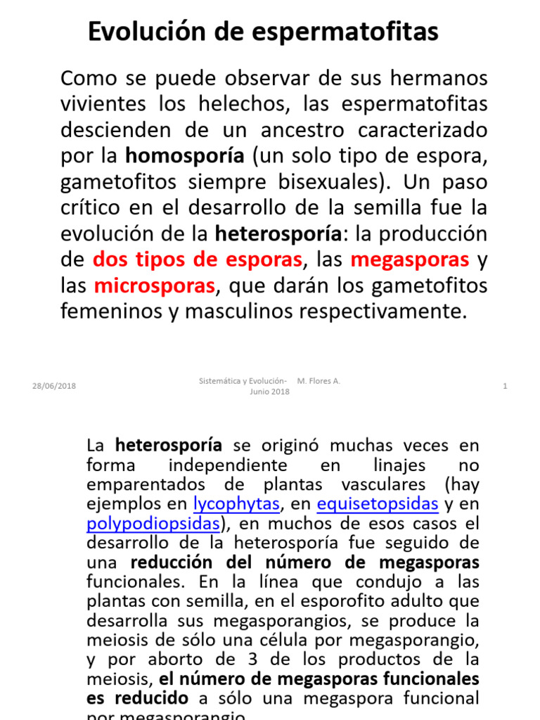 Evolución de espermatofitas | PDF