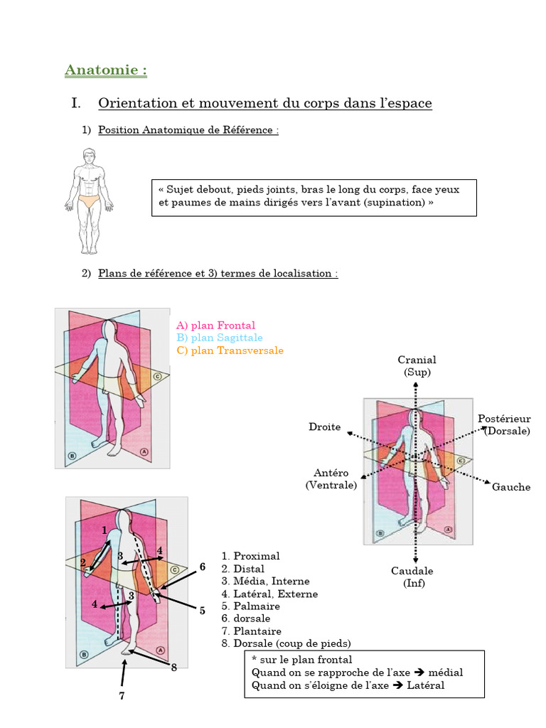 Position Anatomique et Plans de Référence | PDF