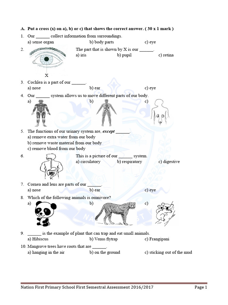 P3 Science Exam Questions and Answers | PDF | Plants | Eye